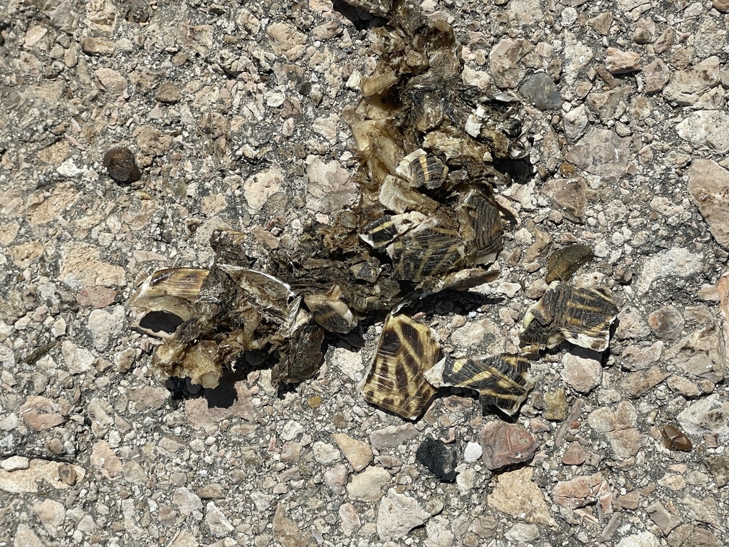Ornate Box Turtle in June 2023 by Drew R. Davis, Ph.D.. DOR · iNaturalist