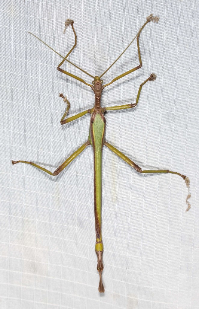 Red-winged Stick Insect (Animals of Prestons) · iNaturalist