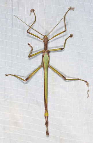 Podacanthus viridiroseus · NaturaLista Colombia