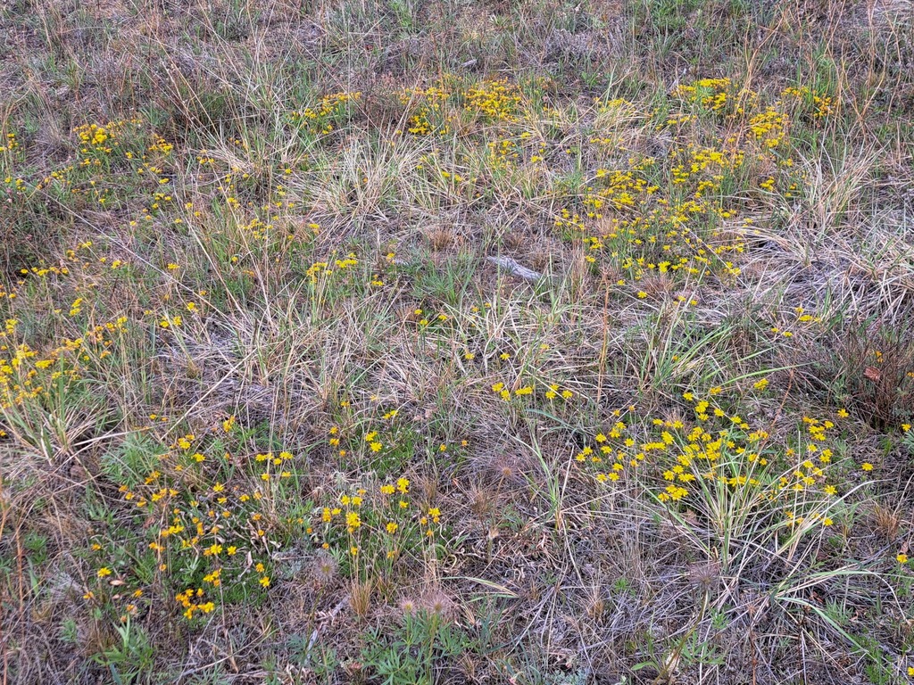 Yukon Goldenweed from Yukon, Canada on June 6, 2023 at 10:01 AM by ...