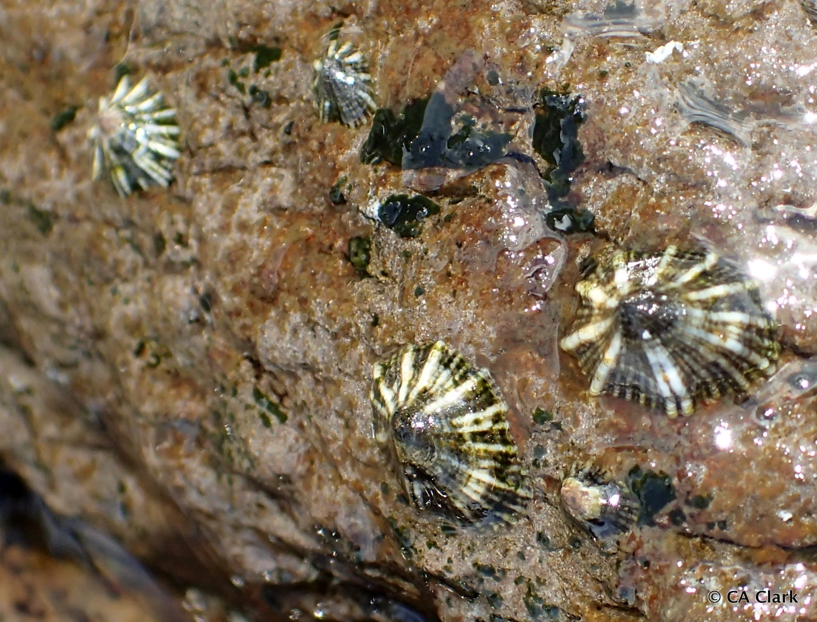 Siphonaria normalis A.Gould, 1846