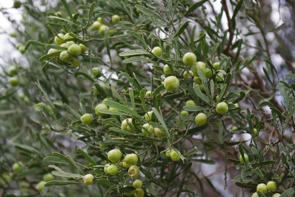 Australian desert lime from Mount Murchison QLD 4715, Australia on ...