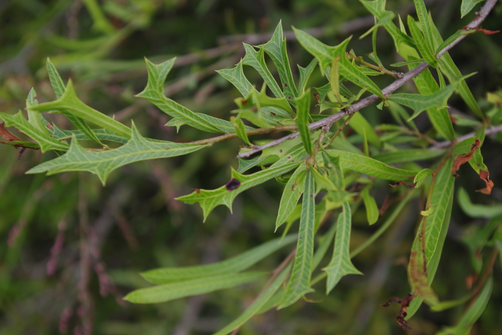 scrub boonaree (RE 12.9-10.2 flora) · iNaturalist