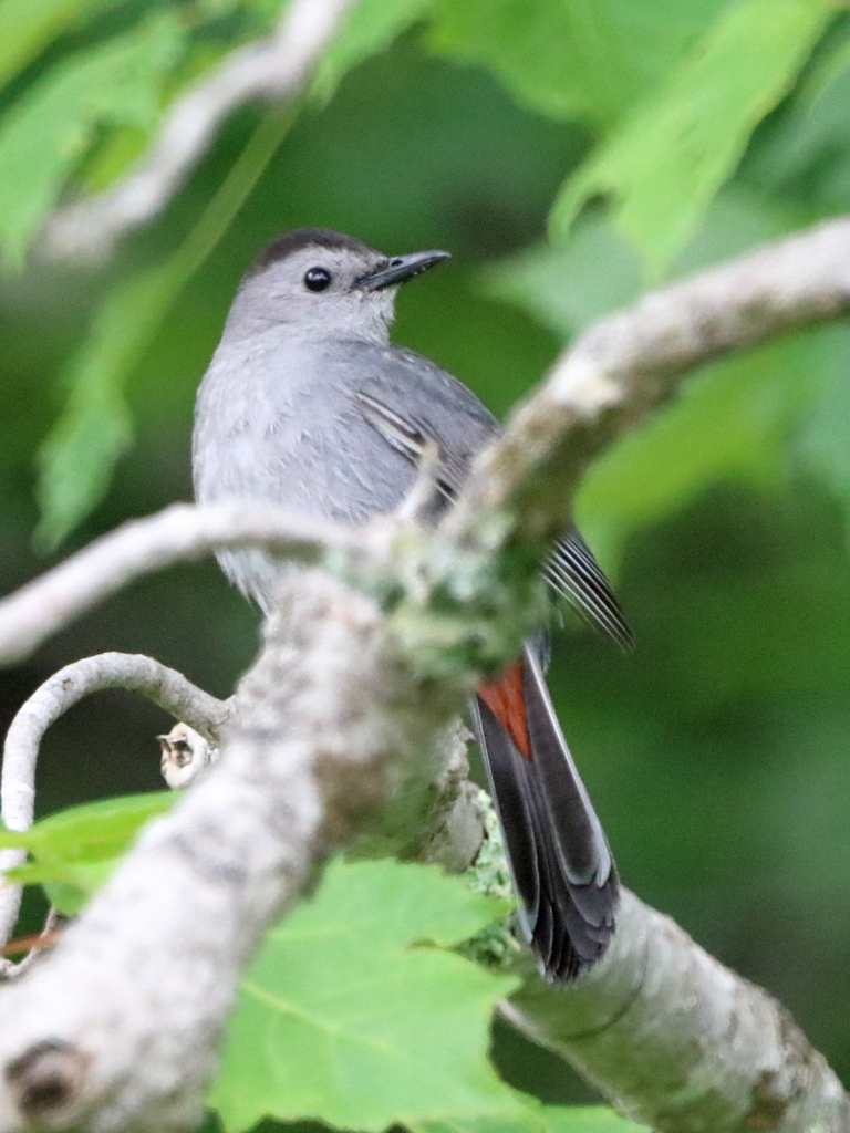Gray Catbird from Kentville, NS, Canada on June 19, 2023 at 01:09 PM by ...