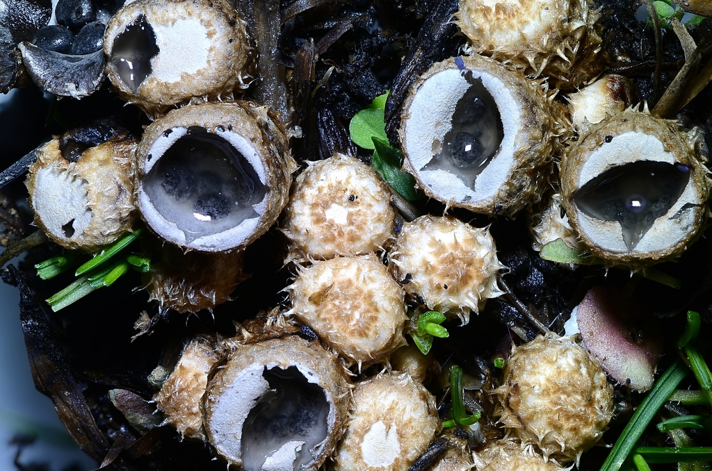 dung-loving bird's nest fungus (Local Fungi of NWFL) · iNaturalist
