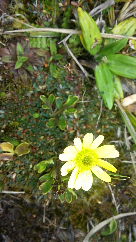 Ranunculus verticillatus from Tararua Forest Park, New Zealand on ...