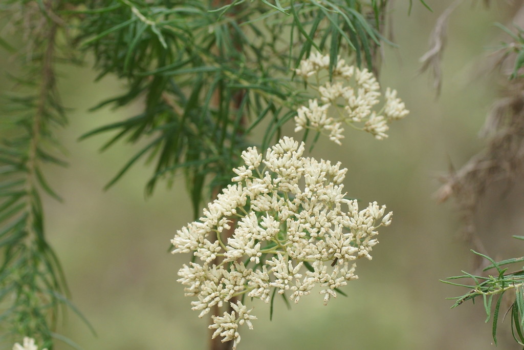 Shiny Cassinia (Cassinia longifolia) - Botanical Realm