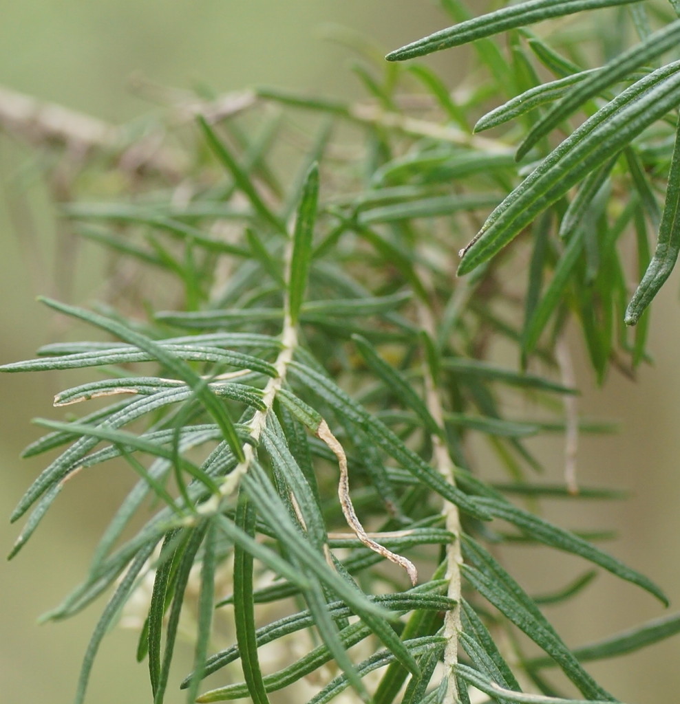 Shiny Cassinia (Cassinia longifolia) - Botanical Realm