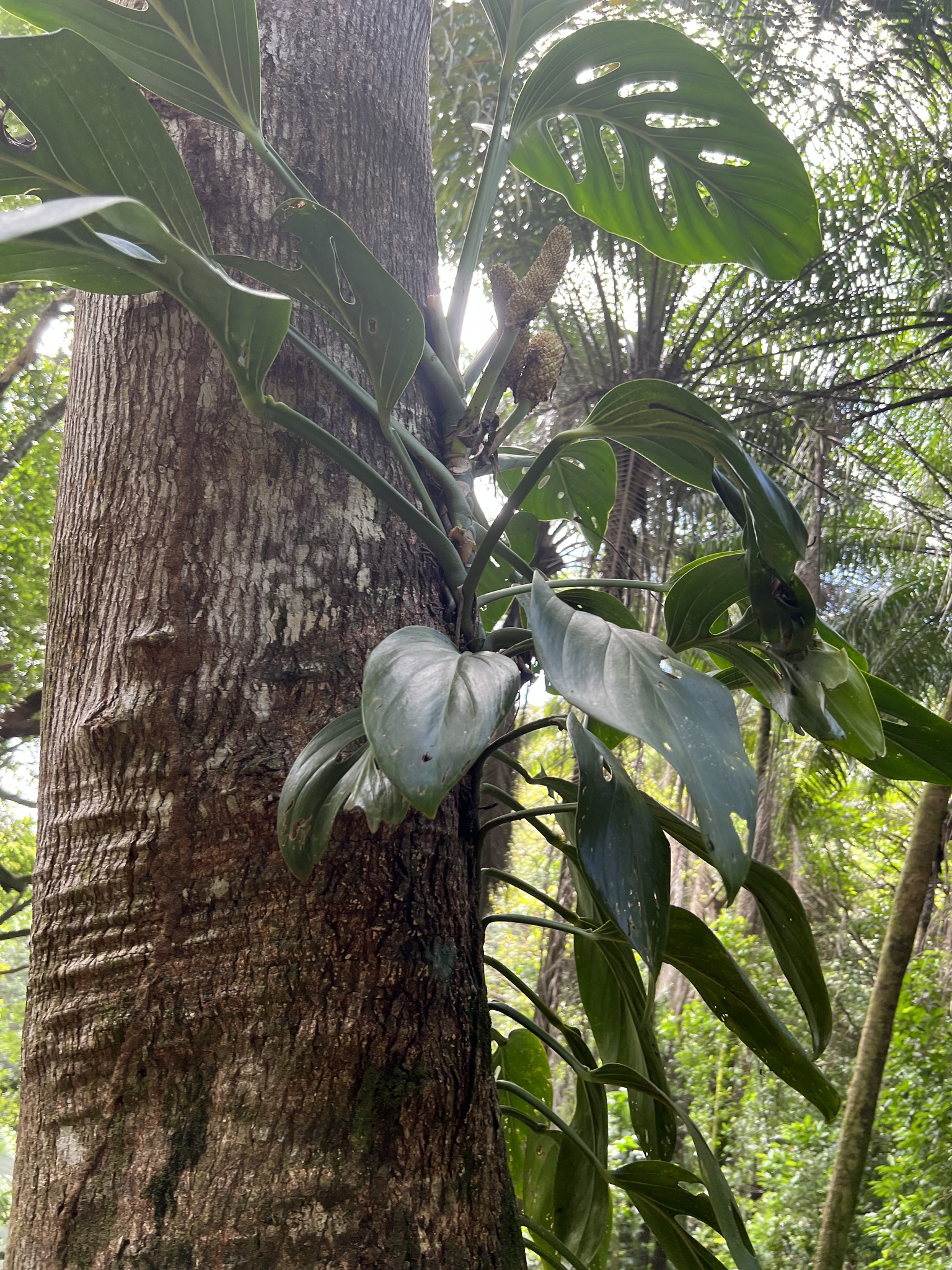 Monstera adansonii subsp. klotzschiana (Schott) Mayo & I.M.Andrade