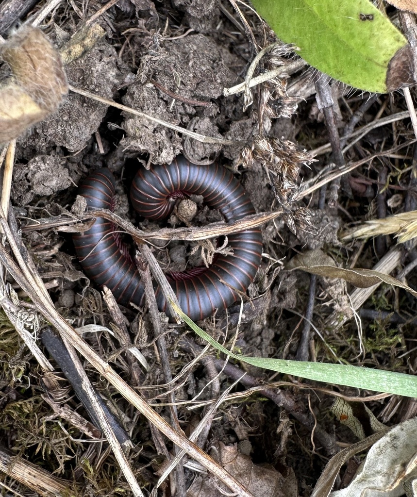 American Giant Millipede Complex from Cuyahoga Valley National Park ...
