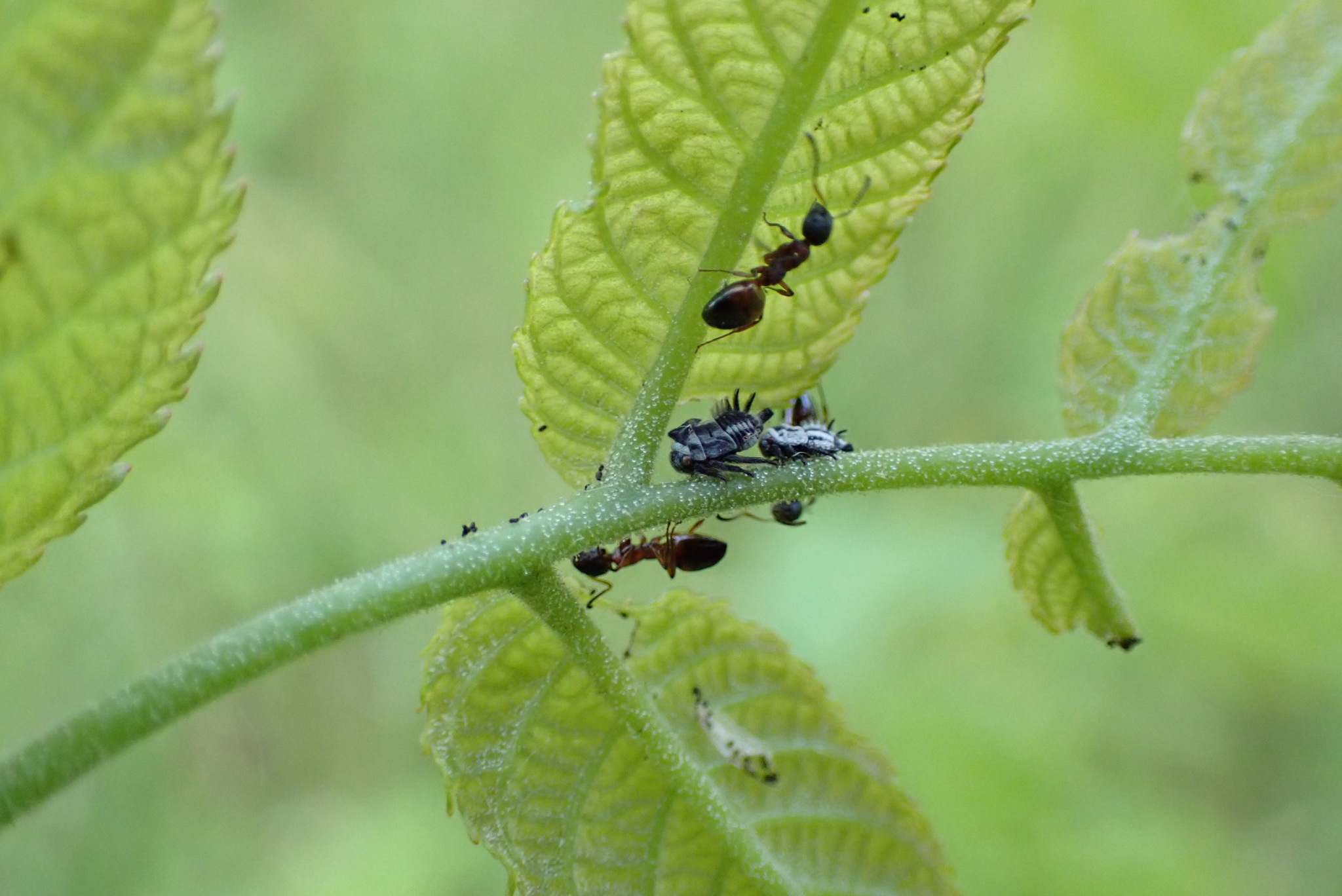 Dolichoderus plagiatus (Mayr, 1870)