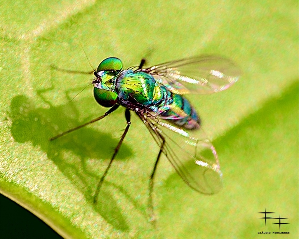 Condylostylus from Parque Ecológico do Cocó, Fortaleza, CE, BR on June ...