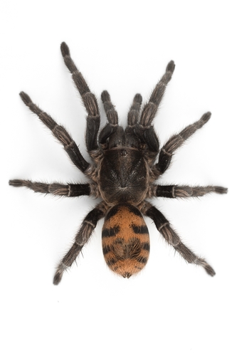 Anqasha picta · iNaturalist