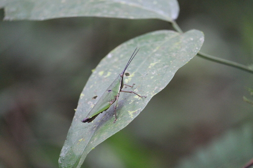 Tagasta nigritibia · iNaturalist