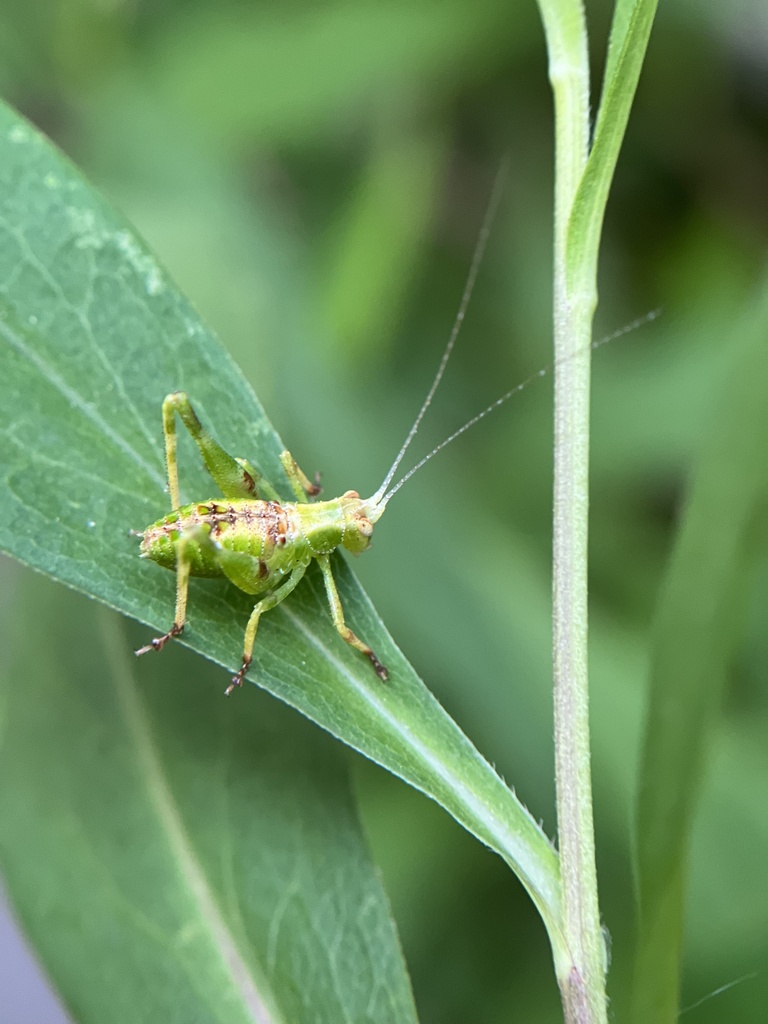 Modest Katydid from W Washington St, Urbana, IL, US on June 19, 2023 at ...