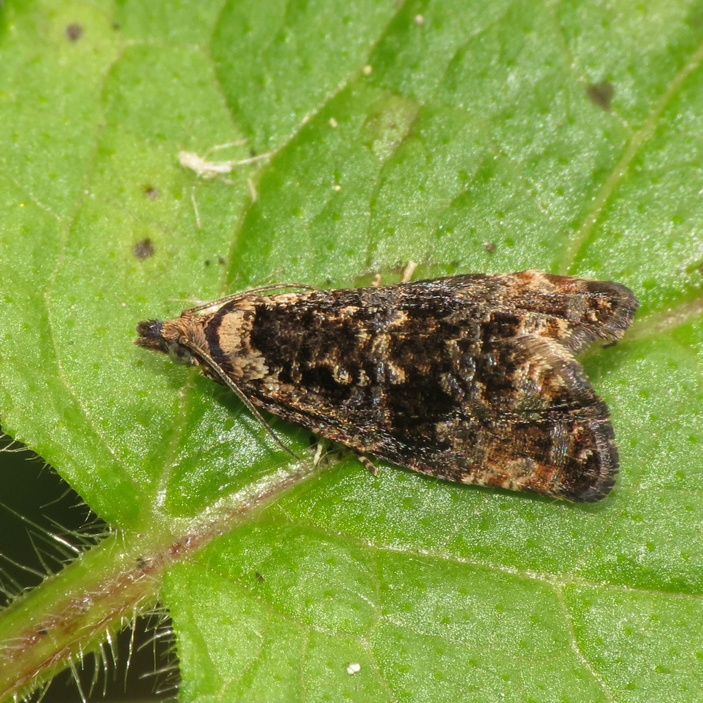 Olethreutine Leafroller Moths from Vashon, WA 98070, USA on June 18 ...
