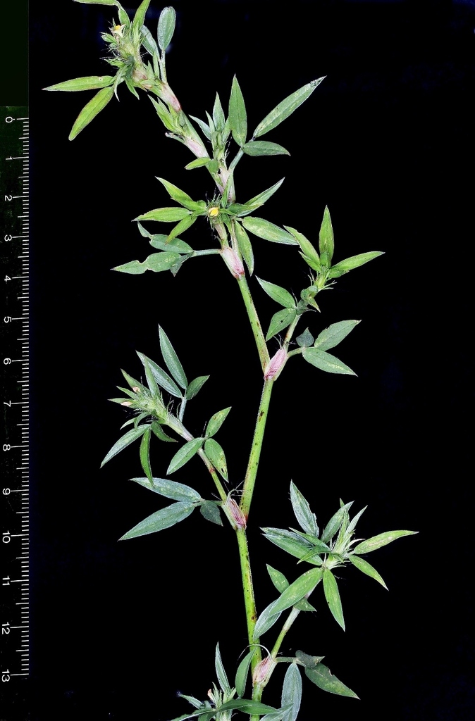 Townsville Stylo - WEED (Plants of Yourka Bush Heritage Reserve ...