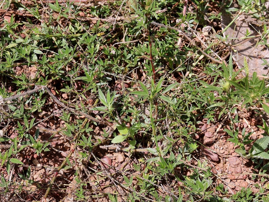 Townsville Stylo - WEED (Plants of Yourka Bush Heritage Reserve ...
