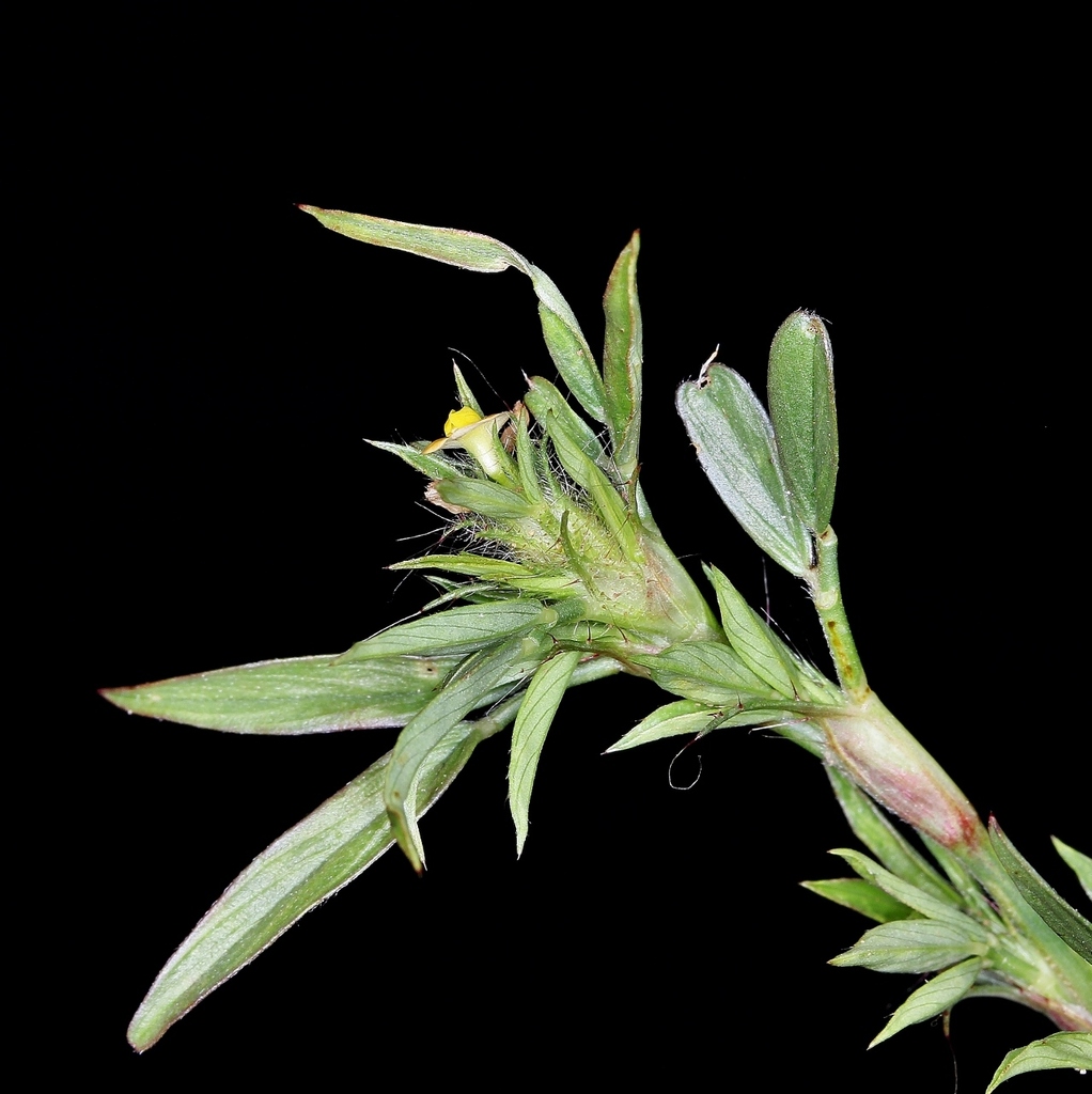 Townsville Stylo - WEED (Plants of Yourka Bush Heritage Reserve ...