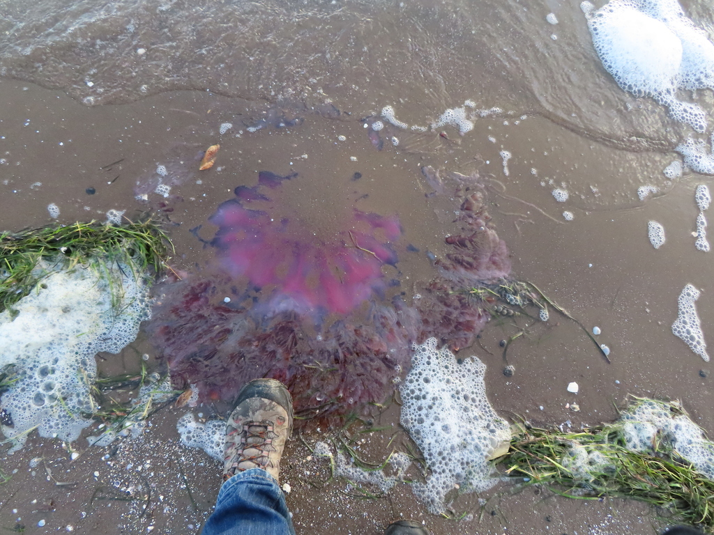 Lion's Mane Jellyfish from Glendowie, Auckland, New Zealand on June 20 ...
