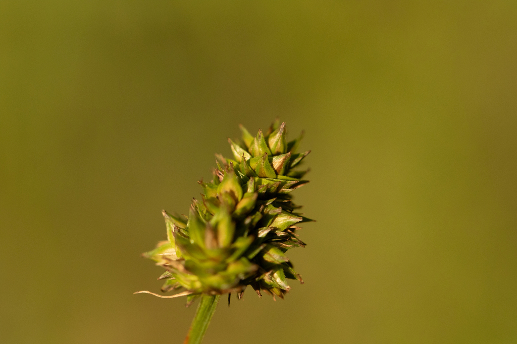 Midland Sedge in June 2023 by Cole Winstanley. Hard to separate from C ...
