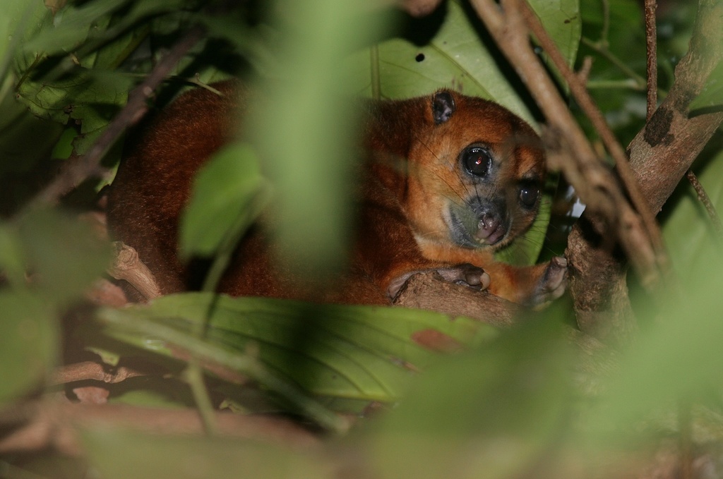 Peleng Cuscus from Banggai Kepulauan Regency, Central Sulawesi ...