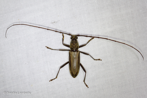 Massicus intricatus · iNaturalist