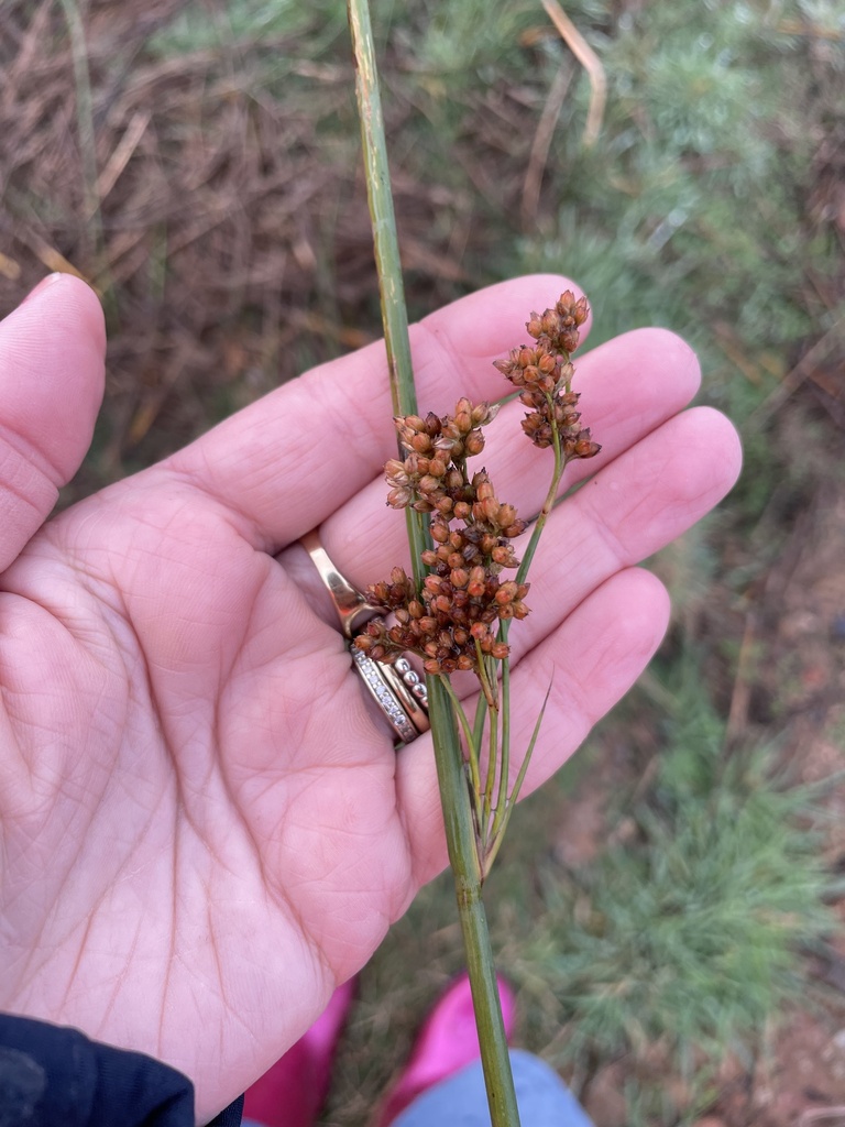 Sea Rush from Balla Balla Ward, Tooradin, VIC, AU on June 20, 2023 at ...