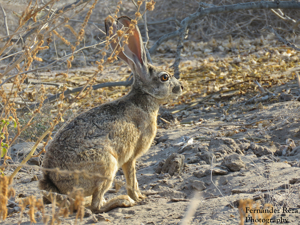 Black-tailed Jackrabbit from La Paz, B.C.S., México on June 17, 2023 at ...