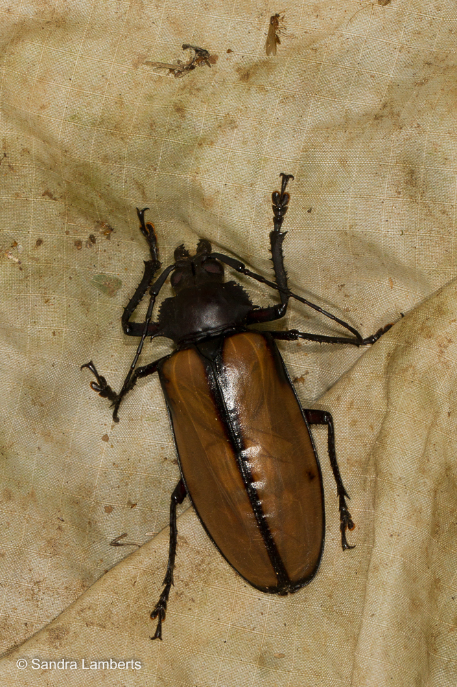 Rhaphipodus suturalis Audinet-Serville, 1832
