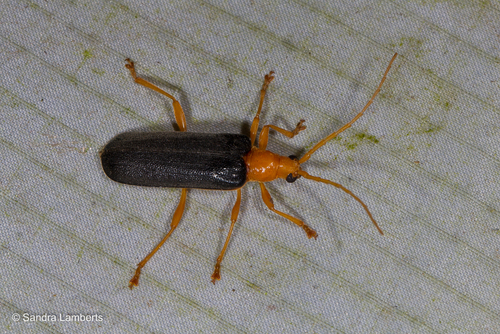 Genus Pacholatkoa · iNaturalist