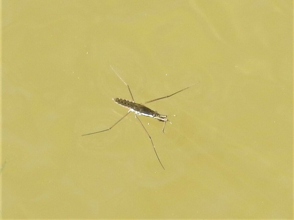 Common Water Strider from California, USA on June 19, 2023 at 11:00 AM ...