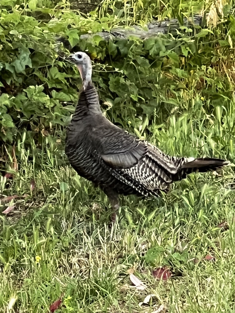 Wild Turkey from Montana de Oro State Park, Los Osos, CA, US on June 18 ...
