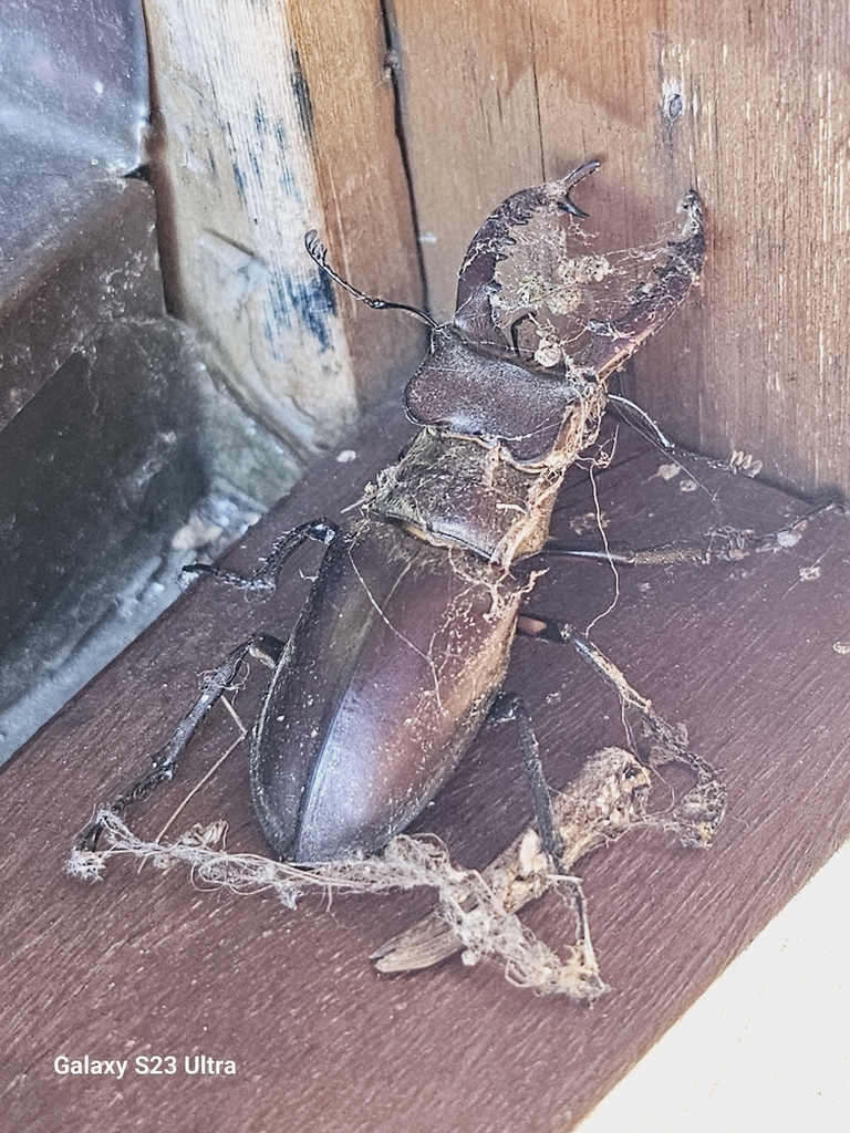 Lucanus maculifemoratus taiwanus from 605台灣嘉義縣阿里山鄉56號 on June 20, 2023 ...