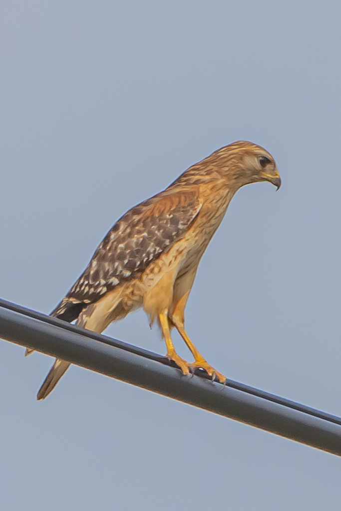 Red-shouldered Hawk from Aquia, Virginia, USA on June 19, 2023 at 08:43 ...