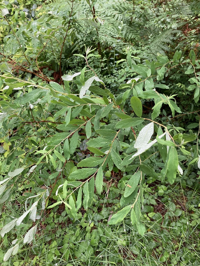 Rose Spirea from Lummi Island, Lummi Island, WA, US on June 10, 2023 at ...