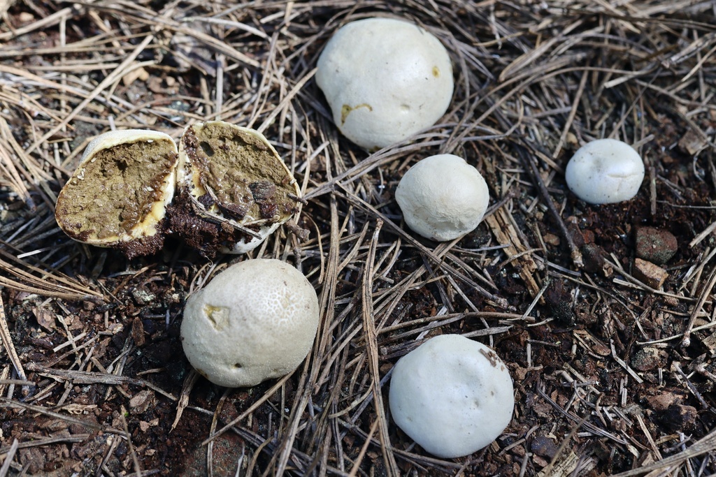 Lycoperdon from Lassen National Forest, Chester, CA, US on June 16 ...