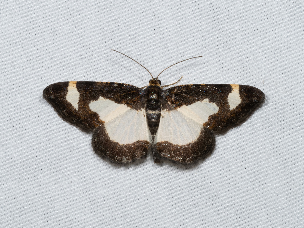 Common Spring Moth from Garrett County, MD, USA on June 10, 2023 at 10: ...
