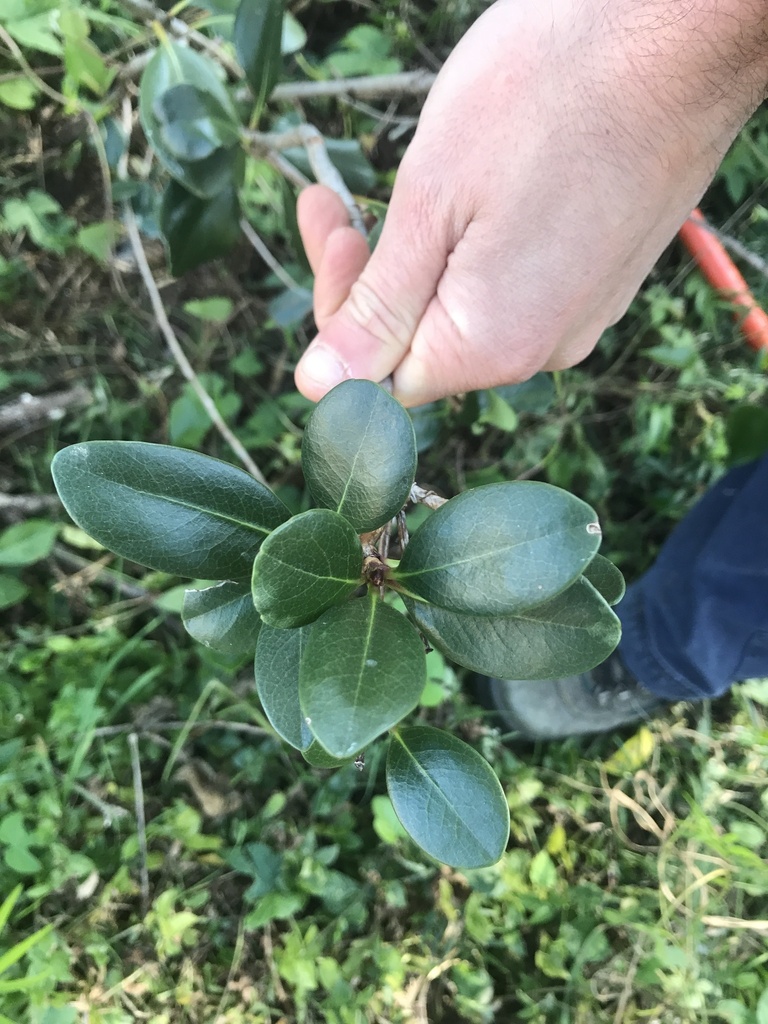 Sexton's Bride from Hibiscus Pl, Unanderra, NSW, AU on June 20, 2023 at ...