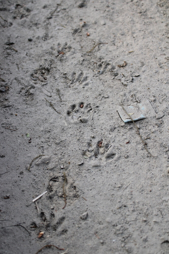 Raccoon Tracks – NatureTracking