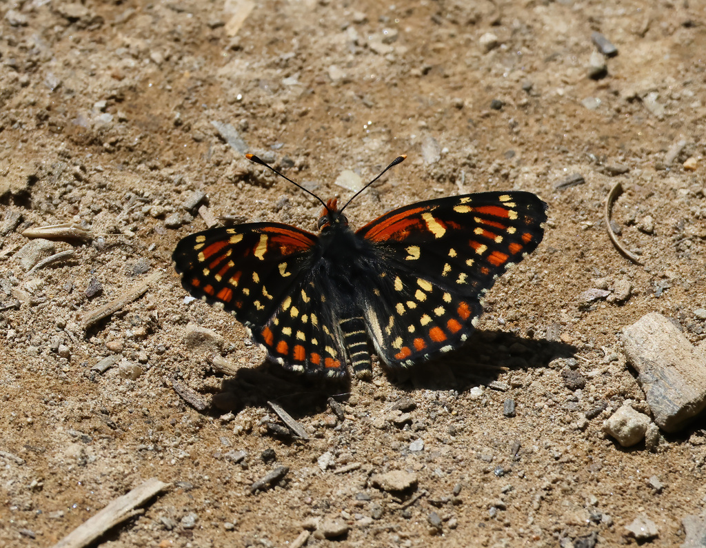 Leanira Checkerspot from Barrett-Stoddard Truck Trail, San Bernardino ...