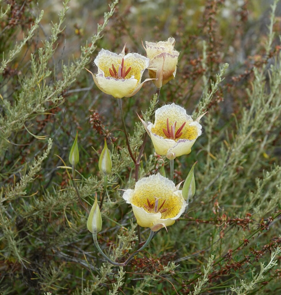 intermediate mariposa lily in June 2023 by nmoorhatch · iNaturalist