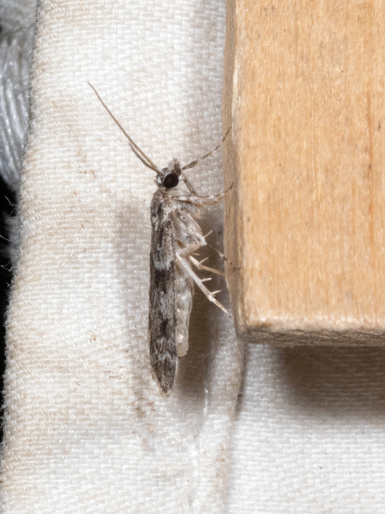 Double-striped Scoparia Moth from Garrett County, MD, USA on June 10 ...