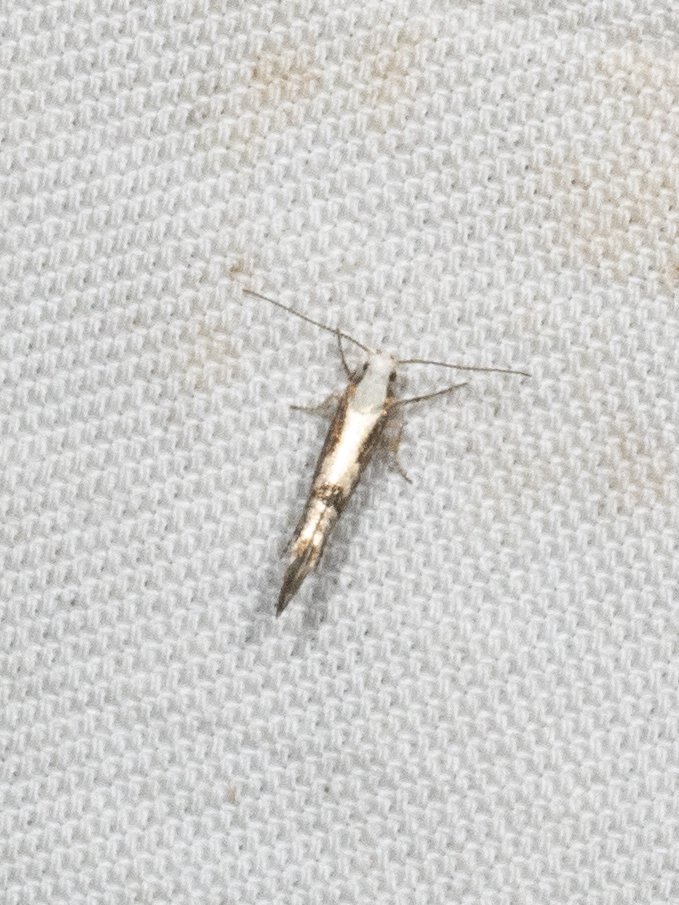 Apple Fruit Moth from Garrett County, MD, USA on June 10, 2023 at 11:00 ...