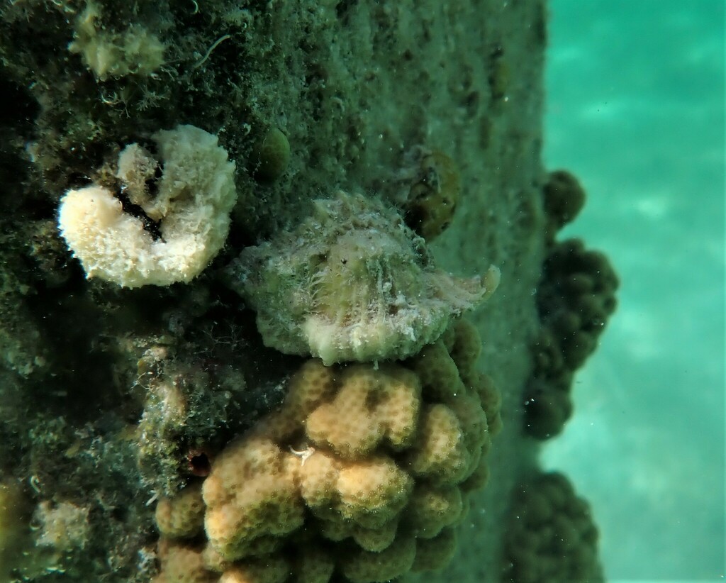 Apple Murex from Bahamas on June 16, 2023 at 02:40 PM by Kaila Wheatley ...