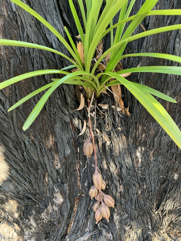 Snake Orchid from Burragorang Rd, Nattai, NSW, AU on June 20, 2023 at ...