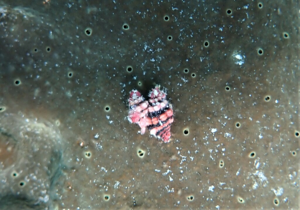 Muricopsis rosea from Bahamas on June 19, 2023 at 07:21 PM by Kaila ...