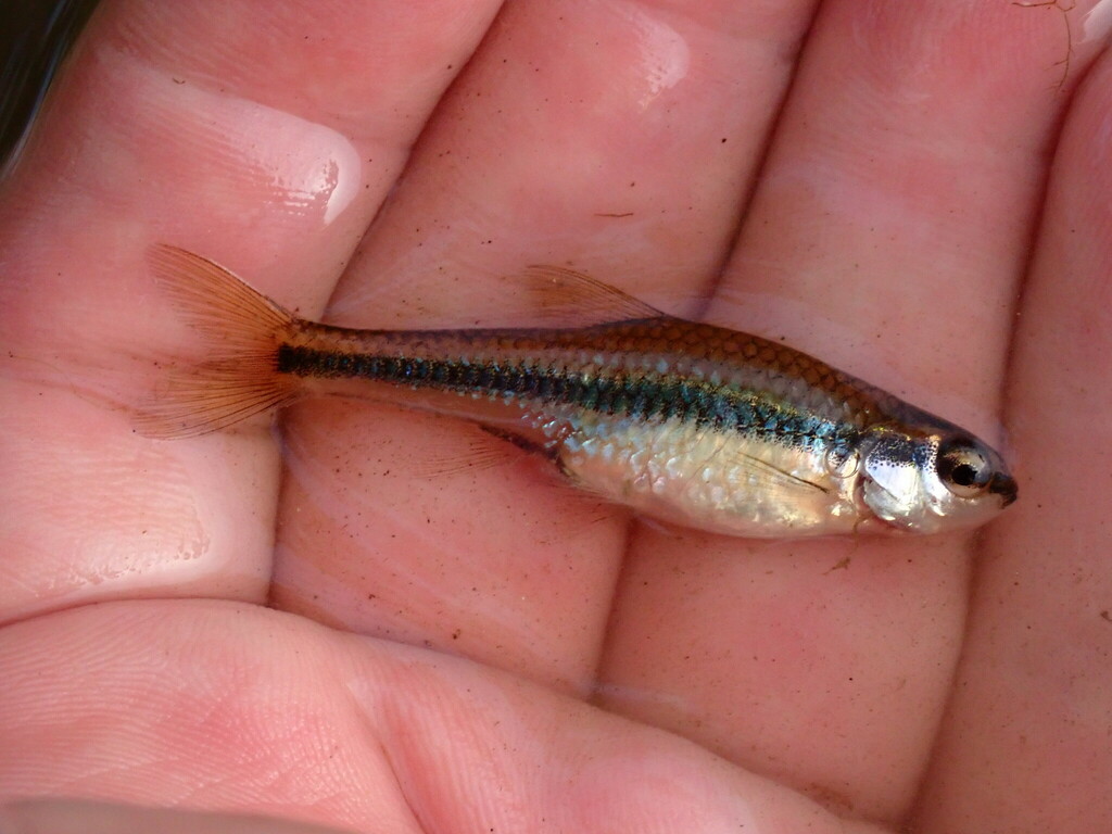 Bridle Shiner in June 2023 by Zakqary Roy · iNaturalist