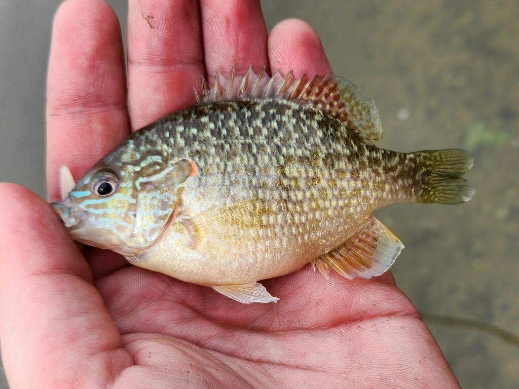 Northern Sunfish from Logan County, OH, USA on June 19, 2023 at 04:51 ...