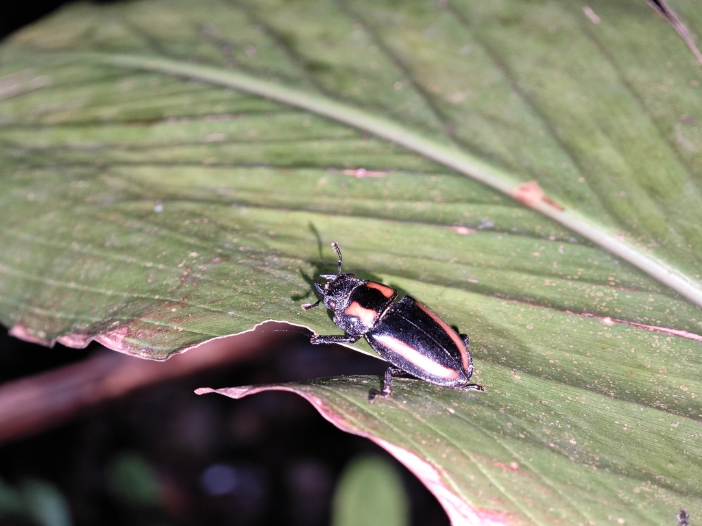 Prosopocoilus biplagiatus from 香港龍虎山 on June 18, 2023 at 07:51 PM by ...